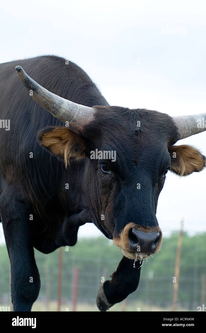 Mad bull hi-res stock photography and images - Alamy