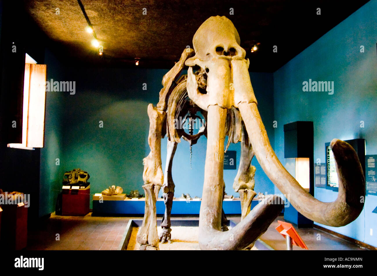 Mastodon Skeleton Guadalajara Mexico Stock Photo - Alamy