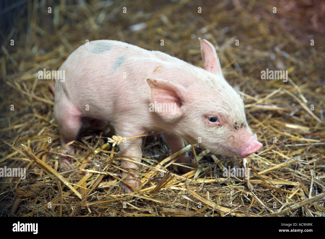 Young Pig (Piglet) in straw on a farm Stock Photo - Alamy