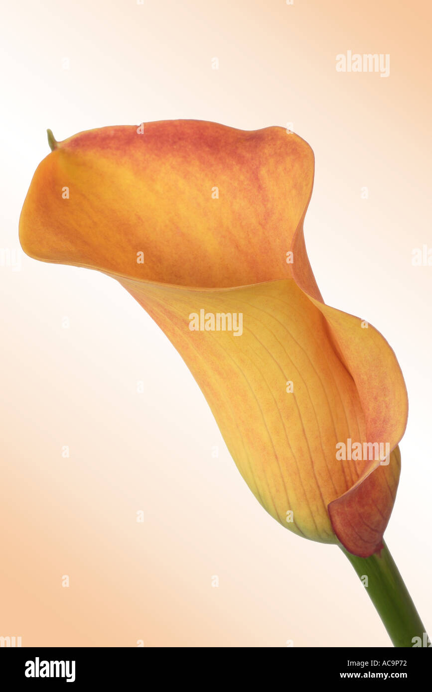 Striking calla lily hi-res stock photography and images - Alamy