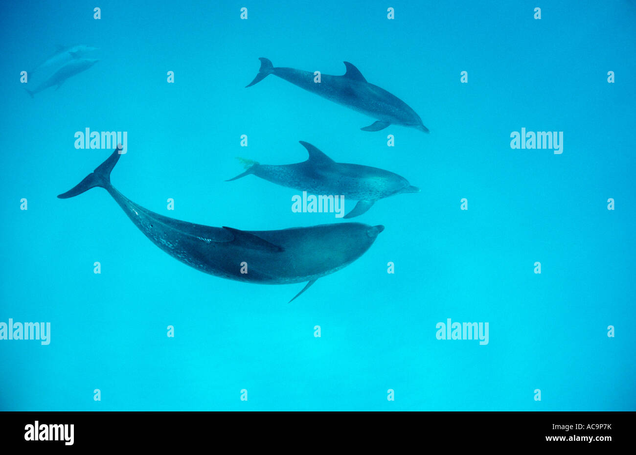 Atlantic spotted dolphin Stenella frontalis Bahamas Atlantic Ocean ...