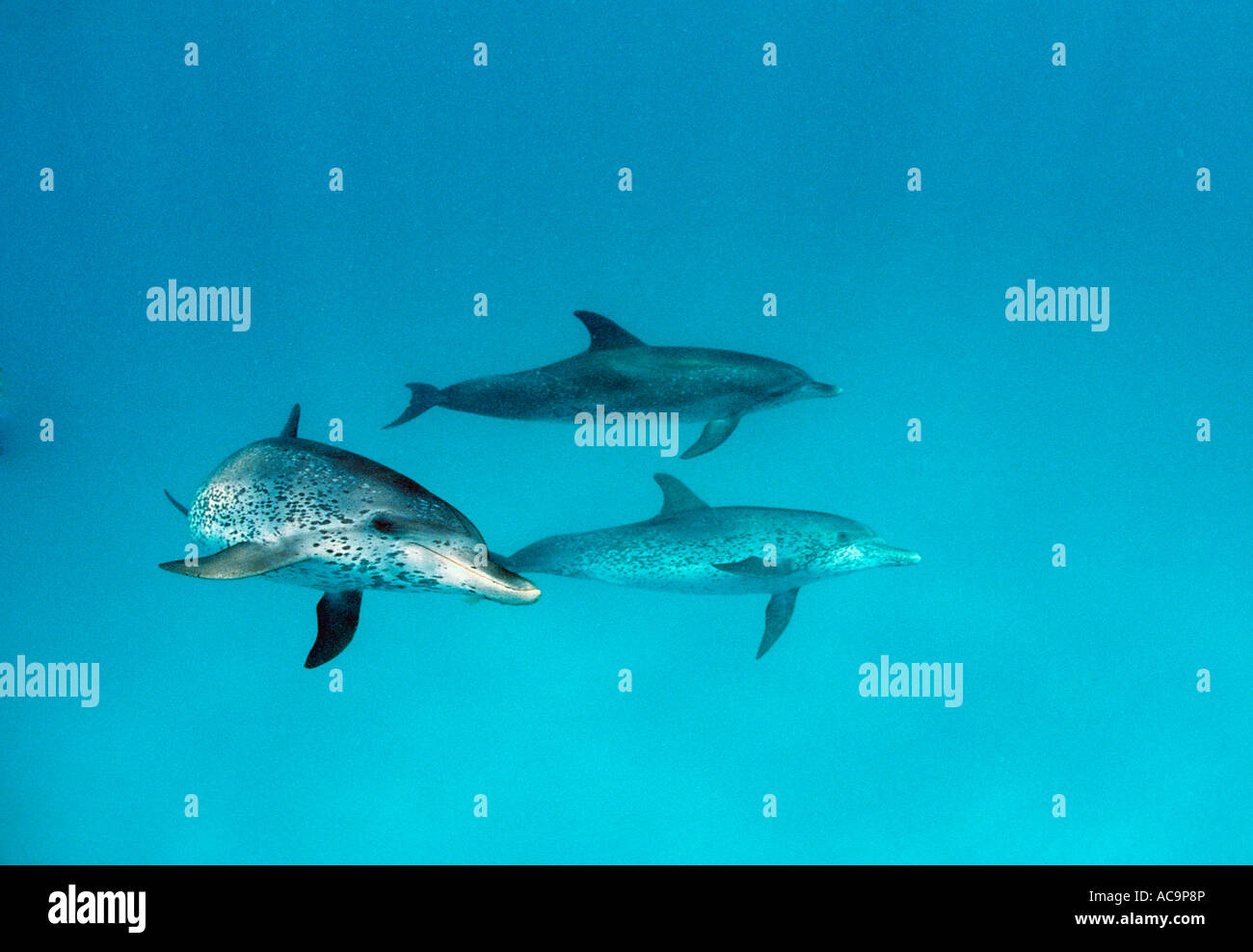 Atlantic spotted dolphin Stenella frontalis Bahamas Atlantic Ocean ...