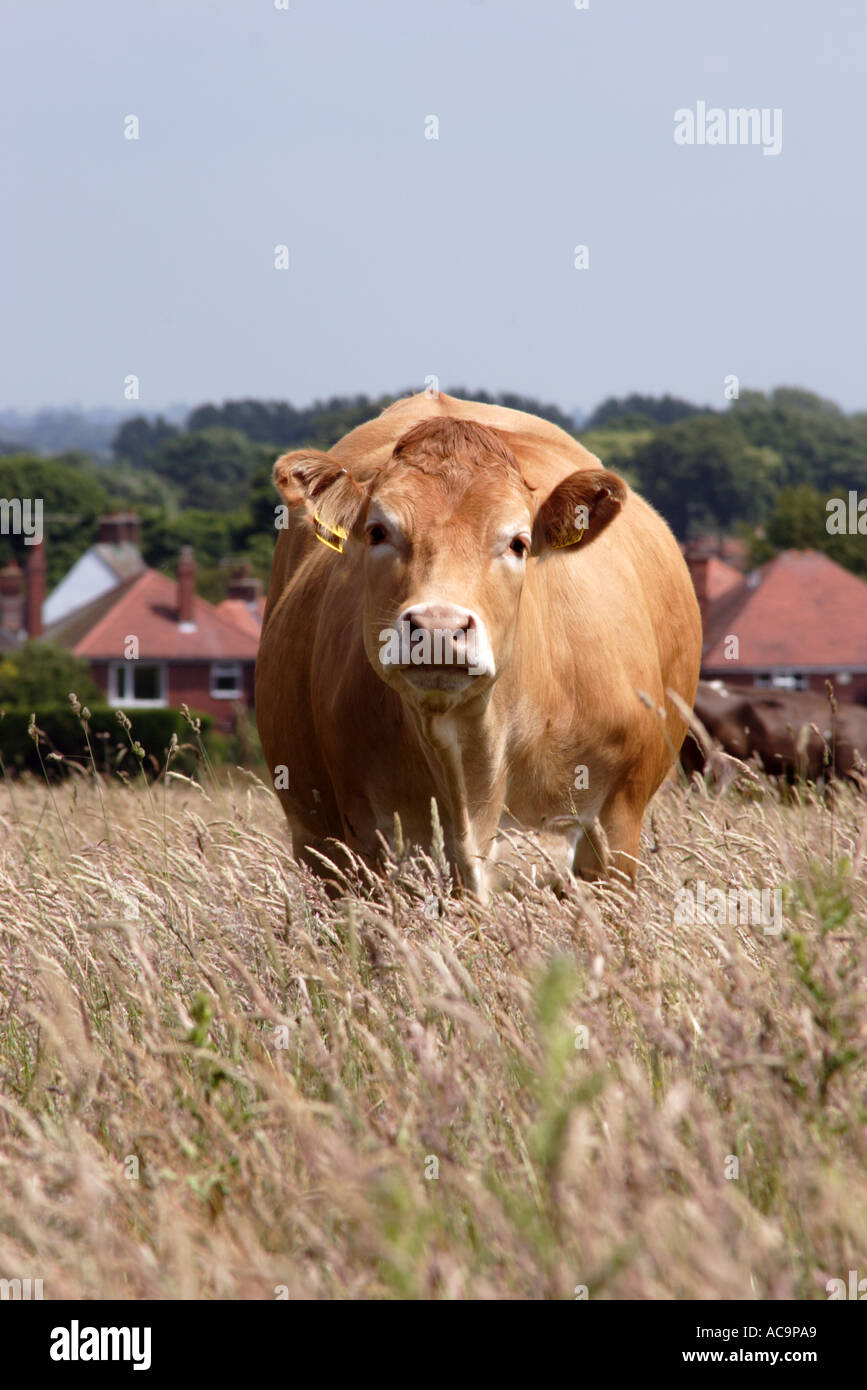 Westwood farm hi-res stock photography and images - Alamy