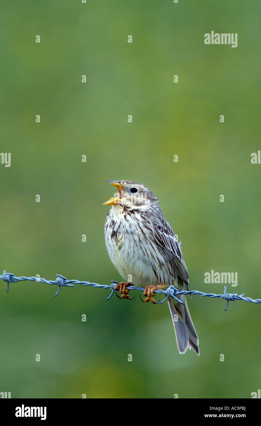 corn bunting singing on barbed wire fence north uist scotland Stock ...