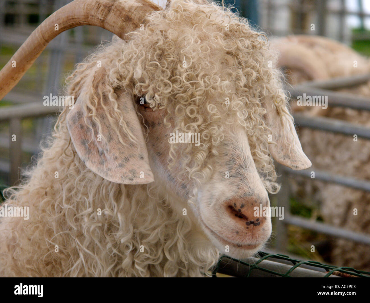 Angora mohair hi-res stock photography and images - Alamy