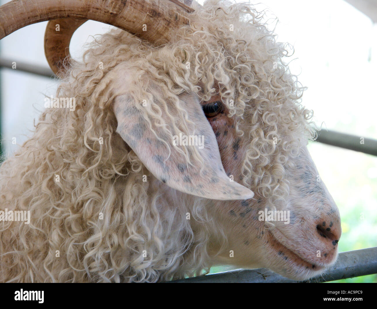 Angora goat mohair hi-res stock photography and images - Alamy