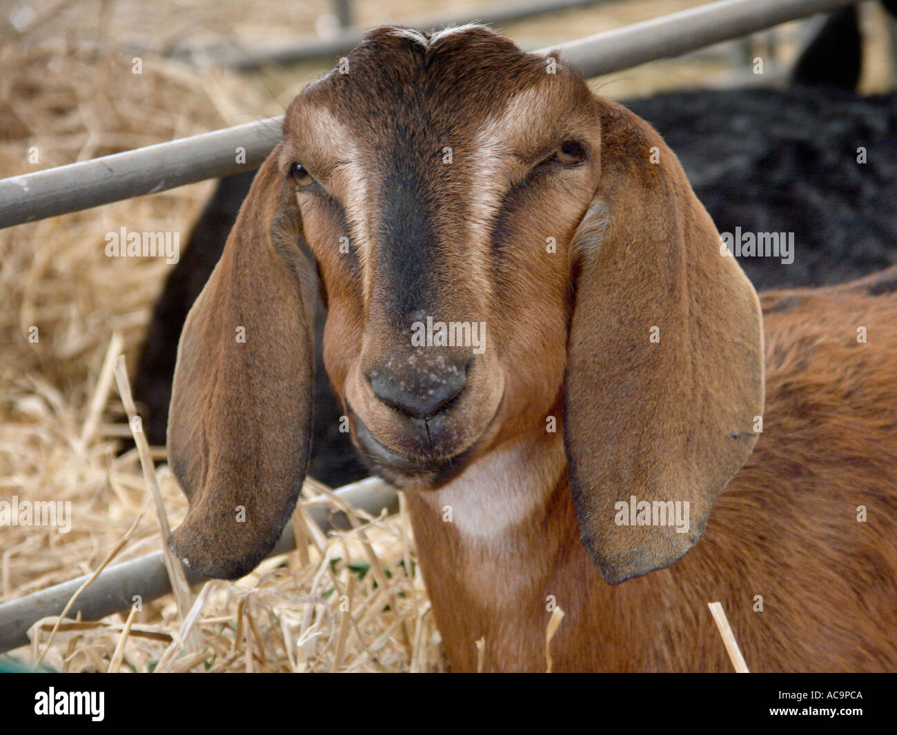 Capricornio hi-res stock photography and images - Alamy