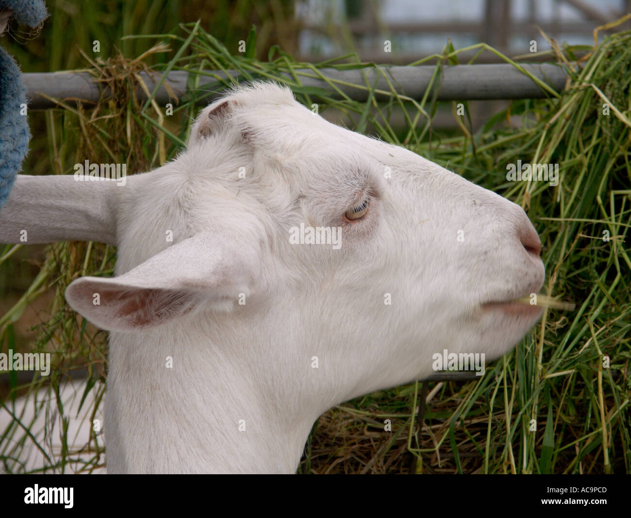 Goat in pen feeding Stock Photo - Alamy