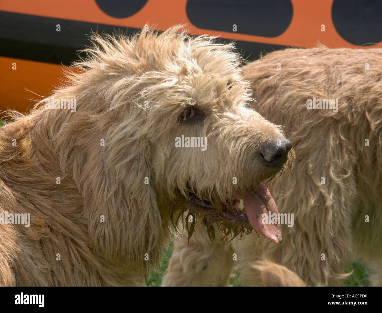 Minkhound hunting hi-res stock photography and images - Alamy