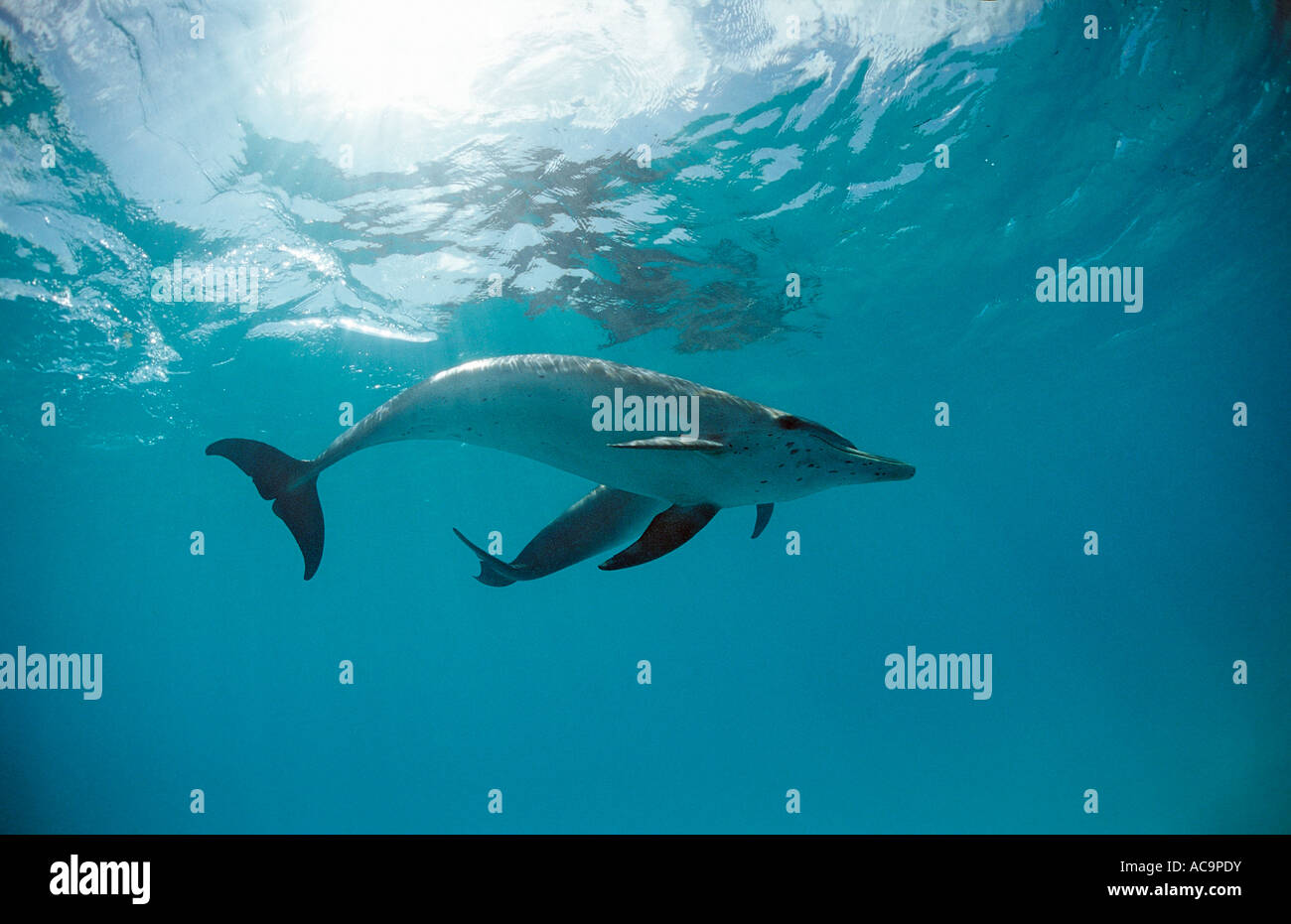 Atlantic spotted dolphin Stenella frontalis Bahamas Atlantic Ocean ...