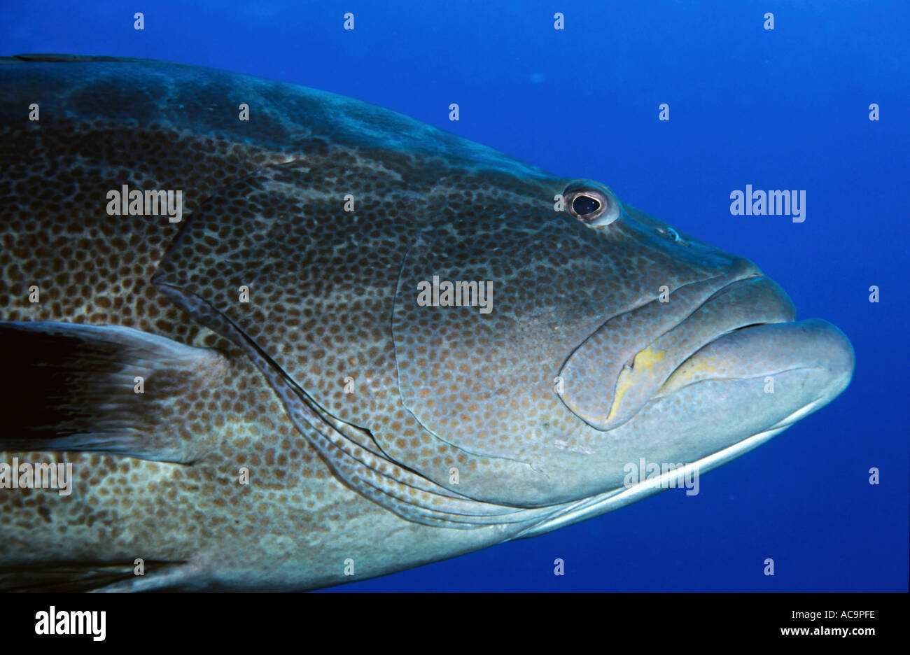 Fish swimming in sea Stock Photo - Alamy