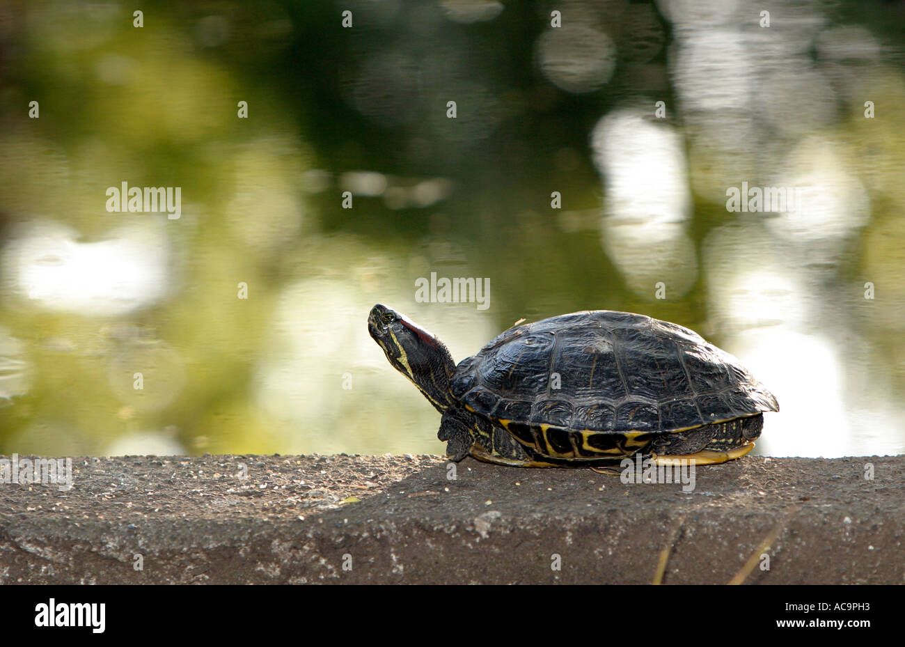 Turtle island house hi-res stock photography and images - Alamy