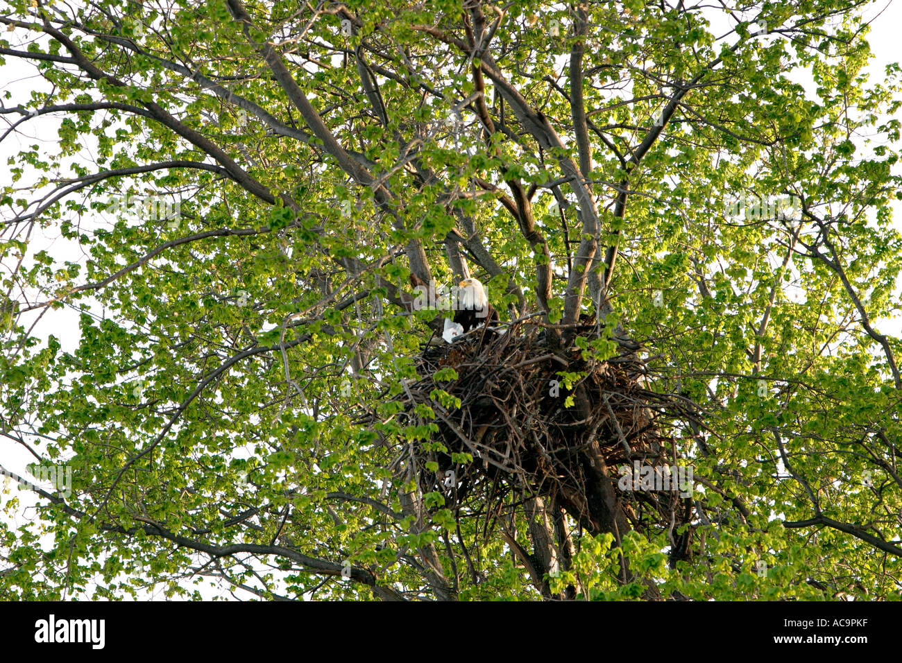 Bald Eagle Victoria Vancouver Island BC Canada Stock Photo - Alamy