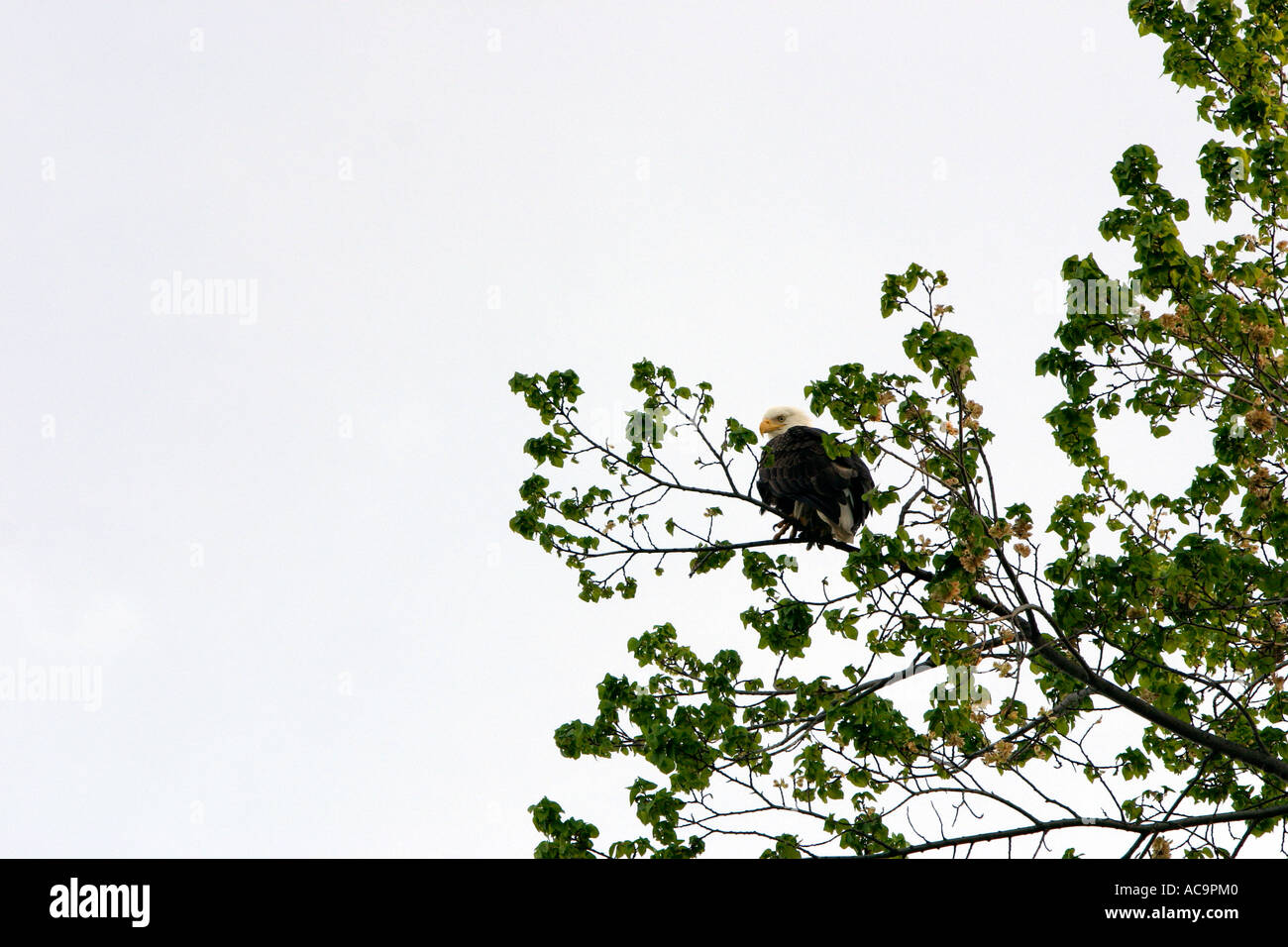 Bald Eagle Victoria Vancouver Island BC Canada Stock Photo - Alamy