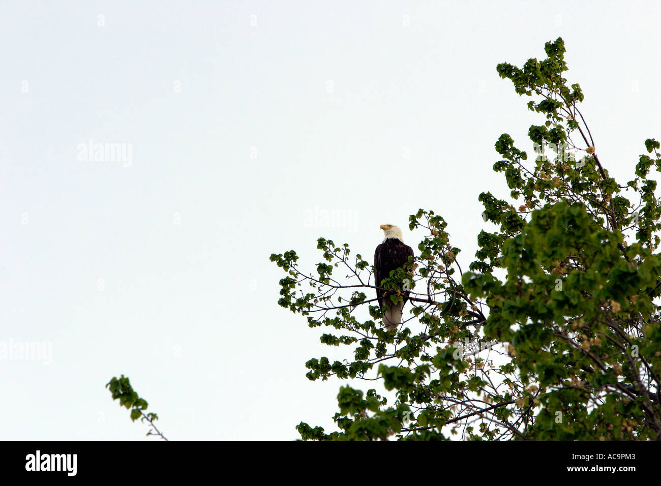 Bald Eagle Victoria Vancouver Island BC Canada Stock Photo - Alamy