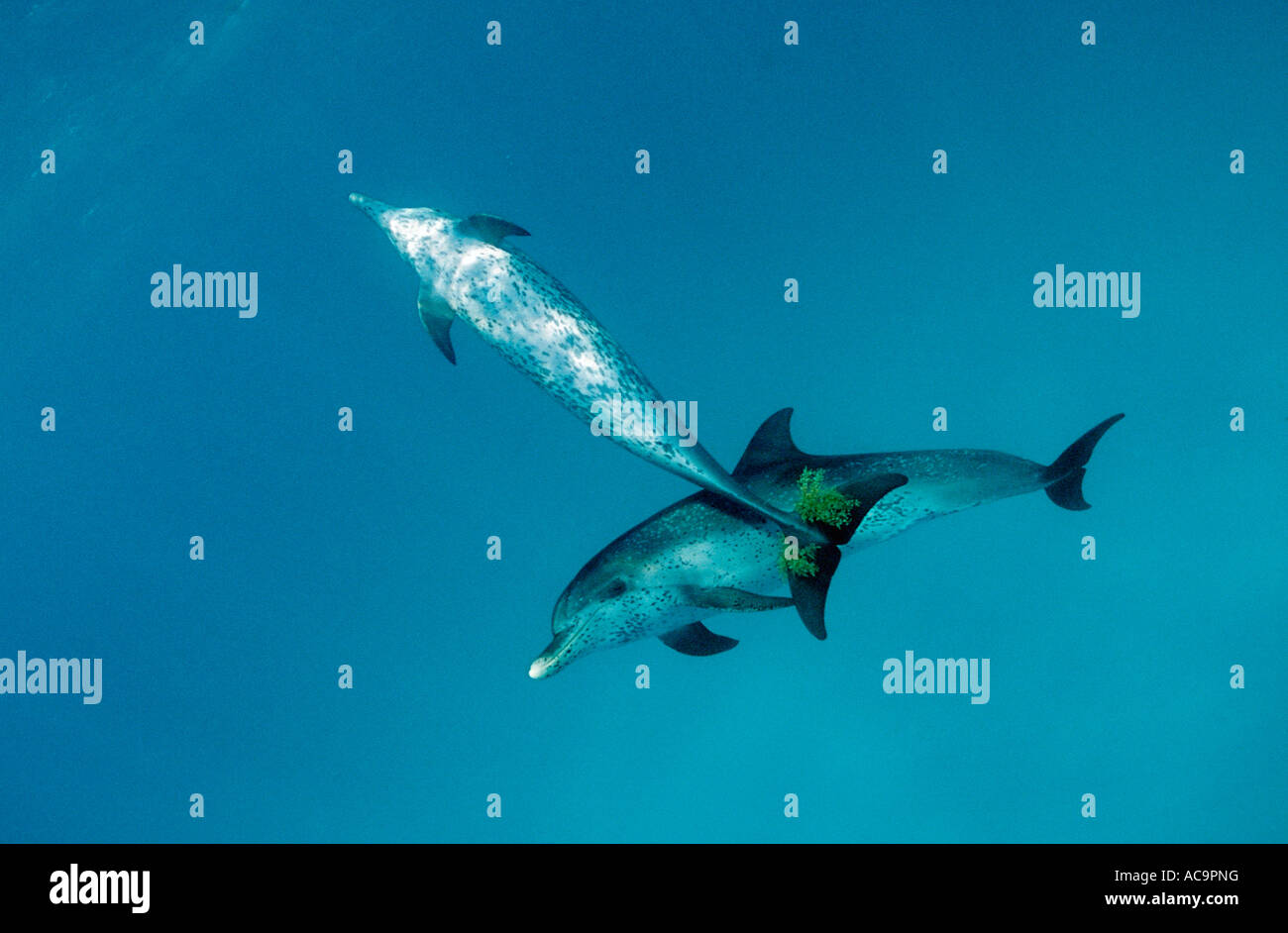 Atlantic spotted dolphin Stenella frontalis Bahamas Atlantic Ocean ...