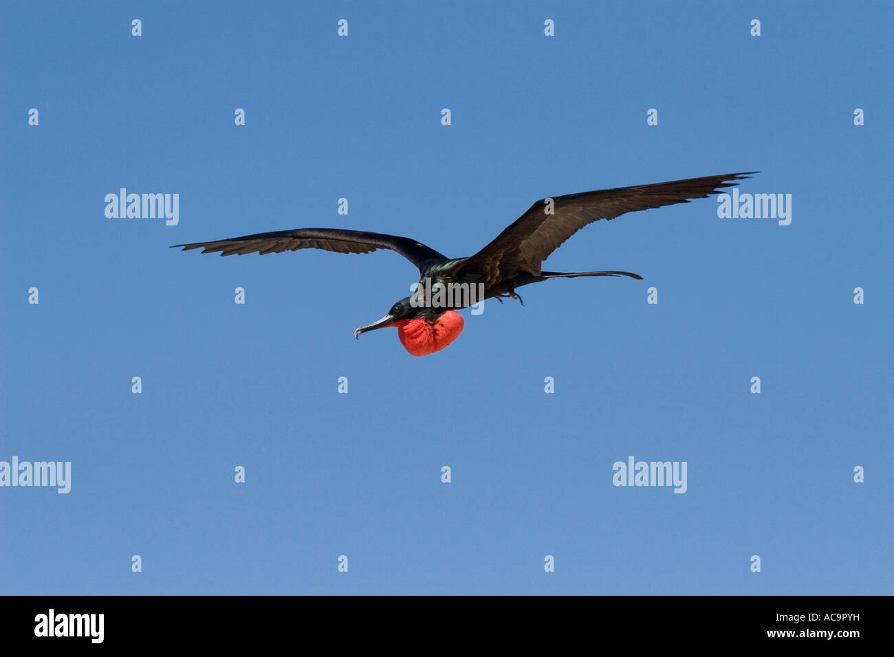 Flying male Great Frigatebird Galapagos Islands Stock Photo - Alamy