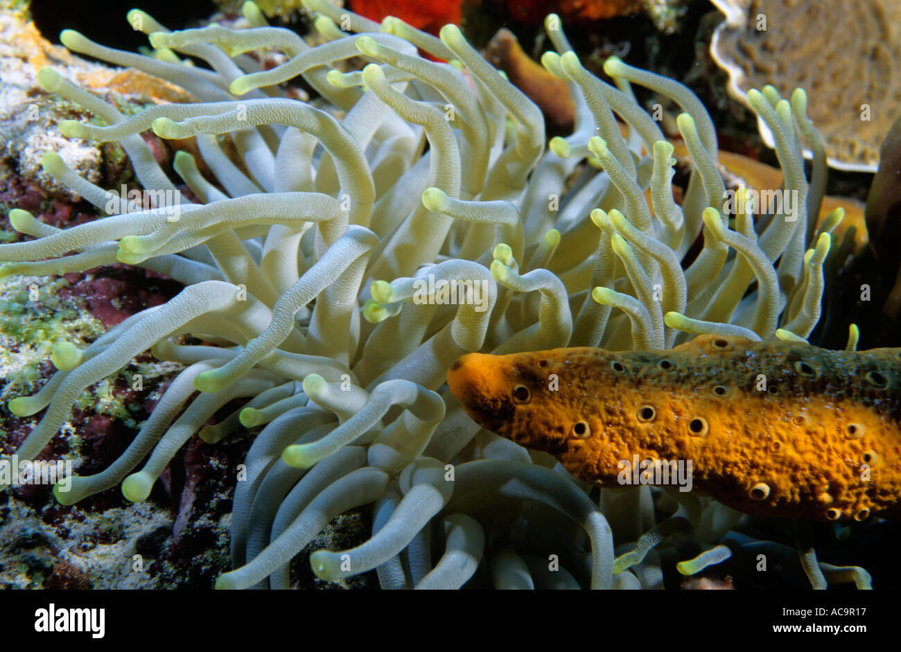 Rosa anemone hi-res stock photography and images - Alamy