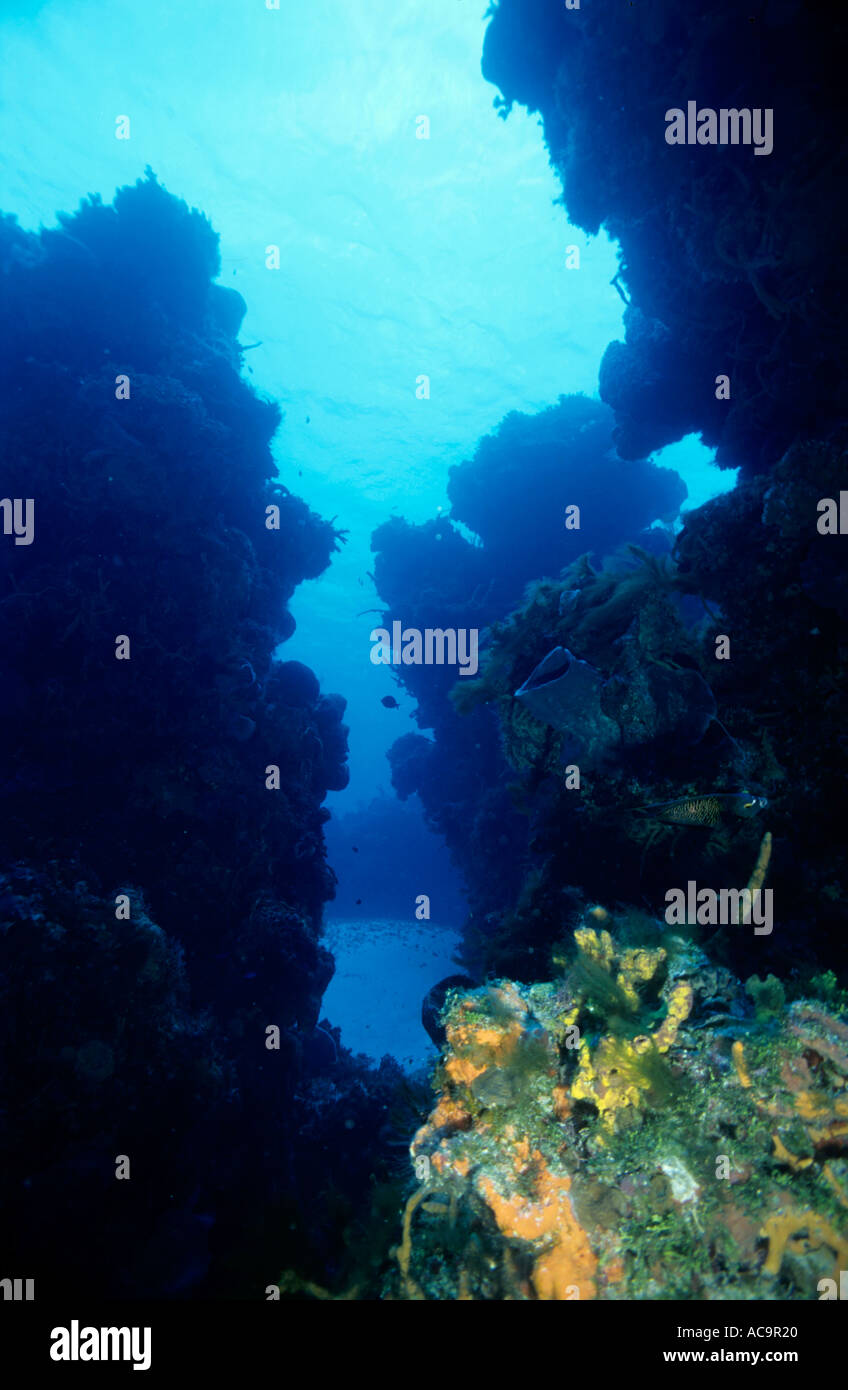 Palancar Gardens Coral Reefs Stock Photo - Alamy