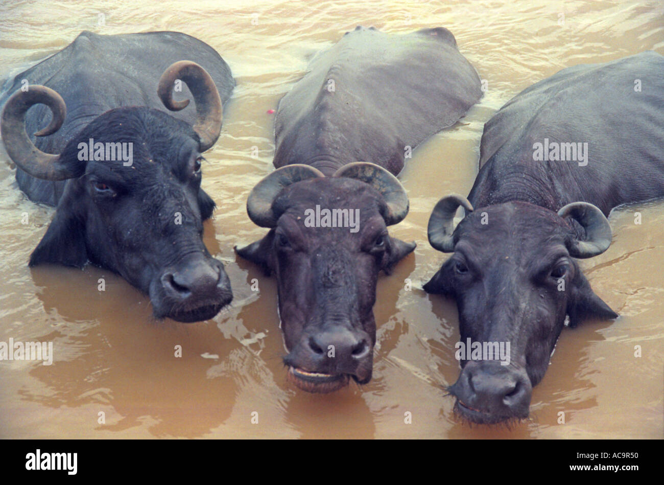 Dairy cows bathing at Varanasi Uttar Pradesh India Sub Continent Asia ...