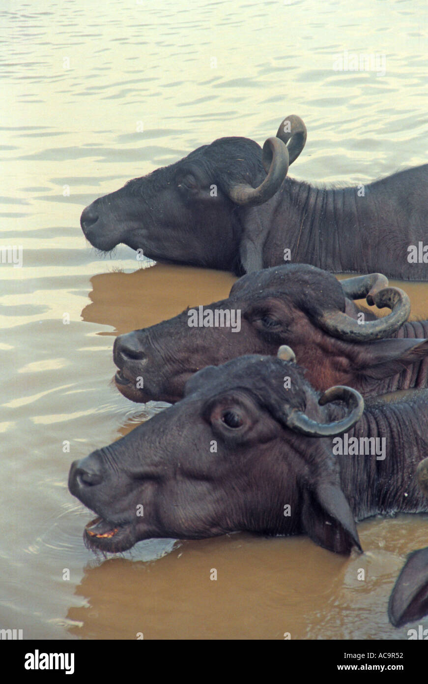 Dairy cows bathing at Varanasi Uttar Pradesh India Sub Continent Asia ...