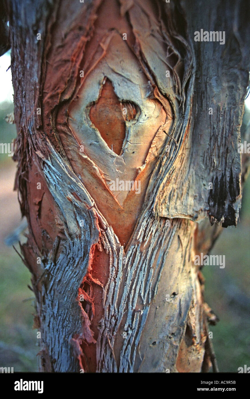 Australian gum tree detail of bark peeling NT 66 28 Stock Photo - Alamy