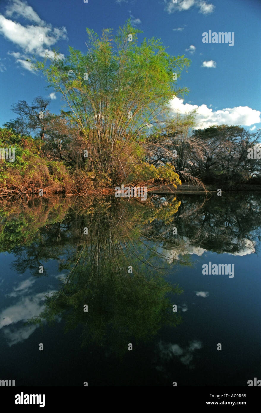 Australian native bamboo Bambusa arnhemica natural habitat NT12 18 ...