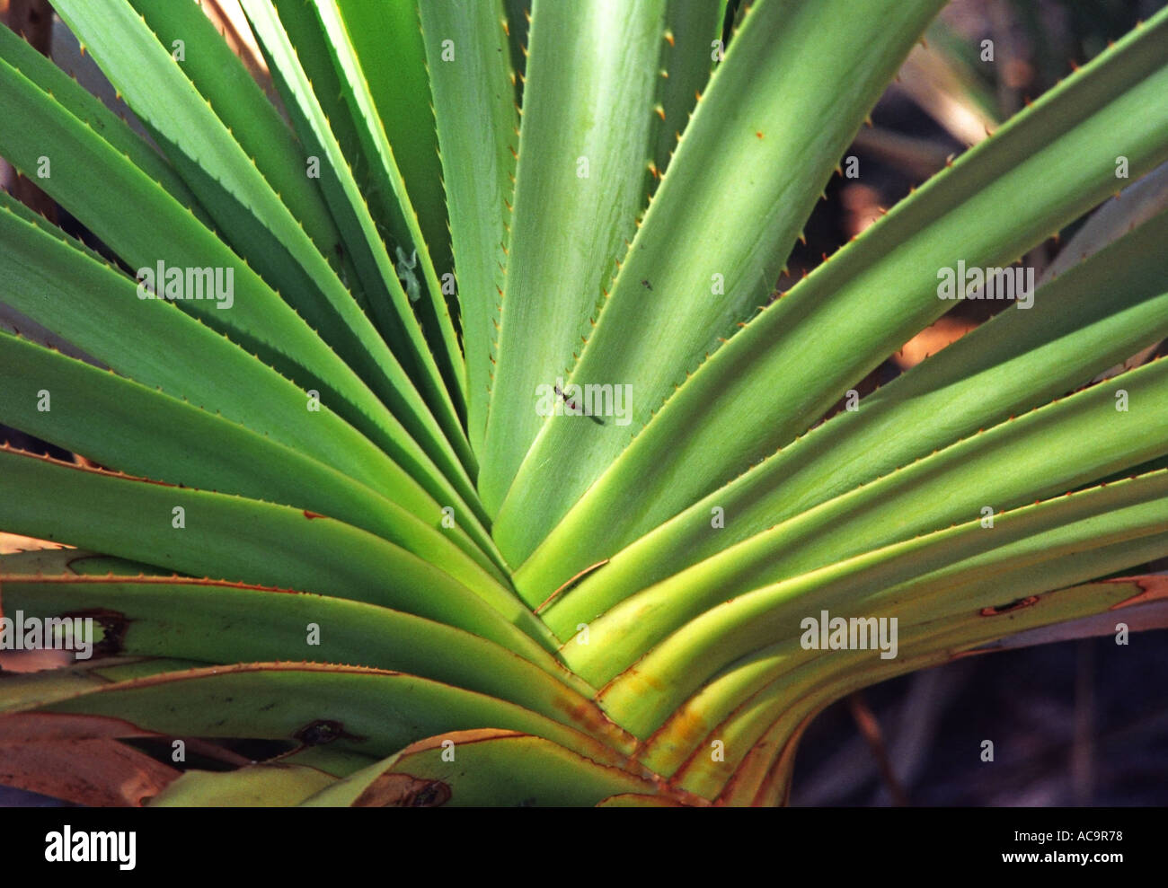 Pandanus Northern Territory NT Australia NT23 17 Stock Photo - Alamy