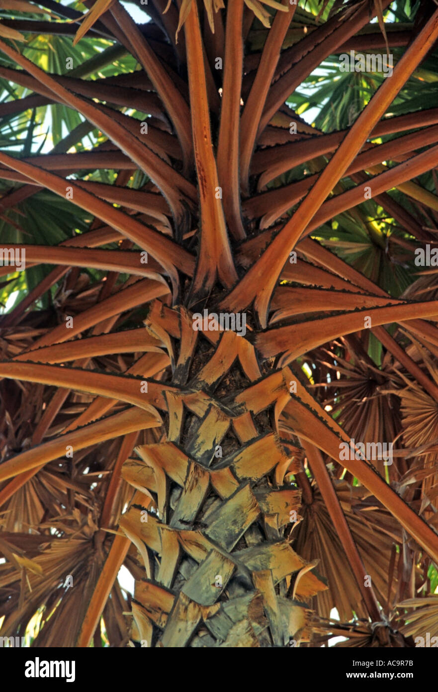 Trunk patterns hi-res stock photography and images - Alamy