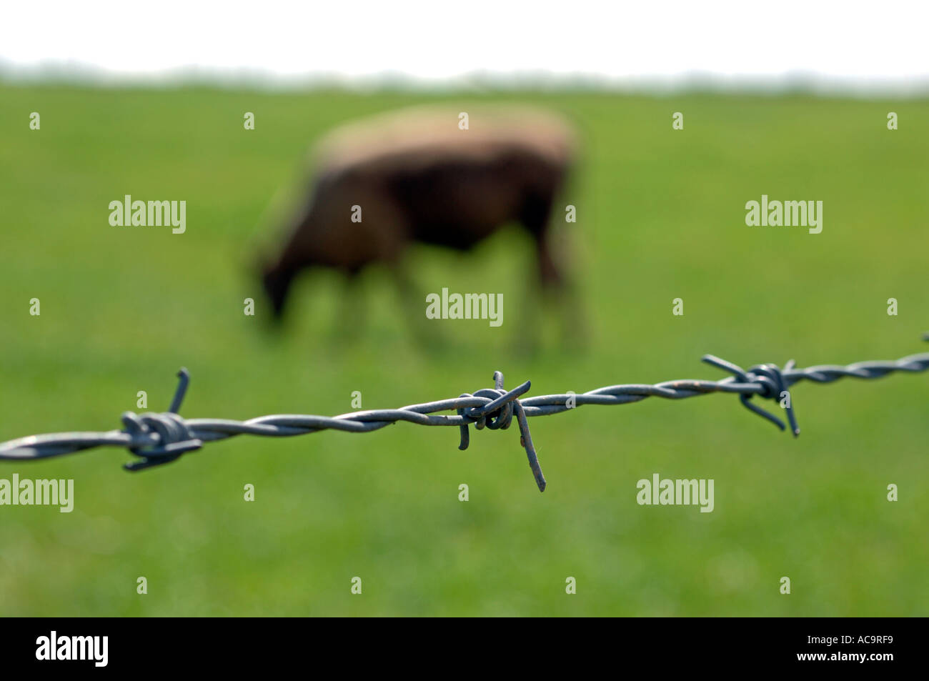 Close up of a barbed wire fence with cow in a field Stock Photo - Alamy