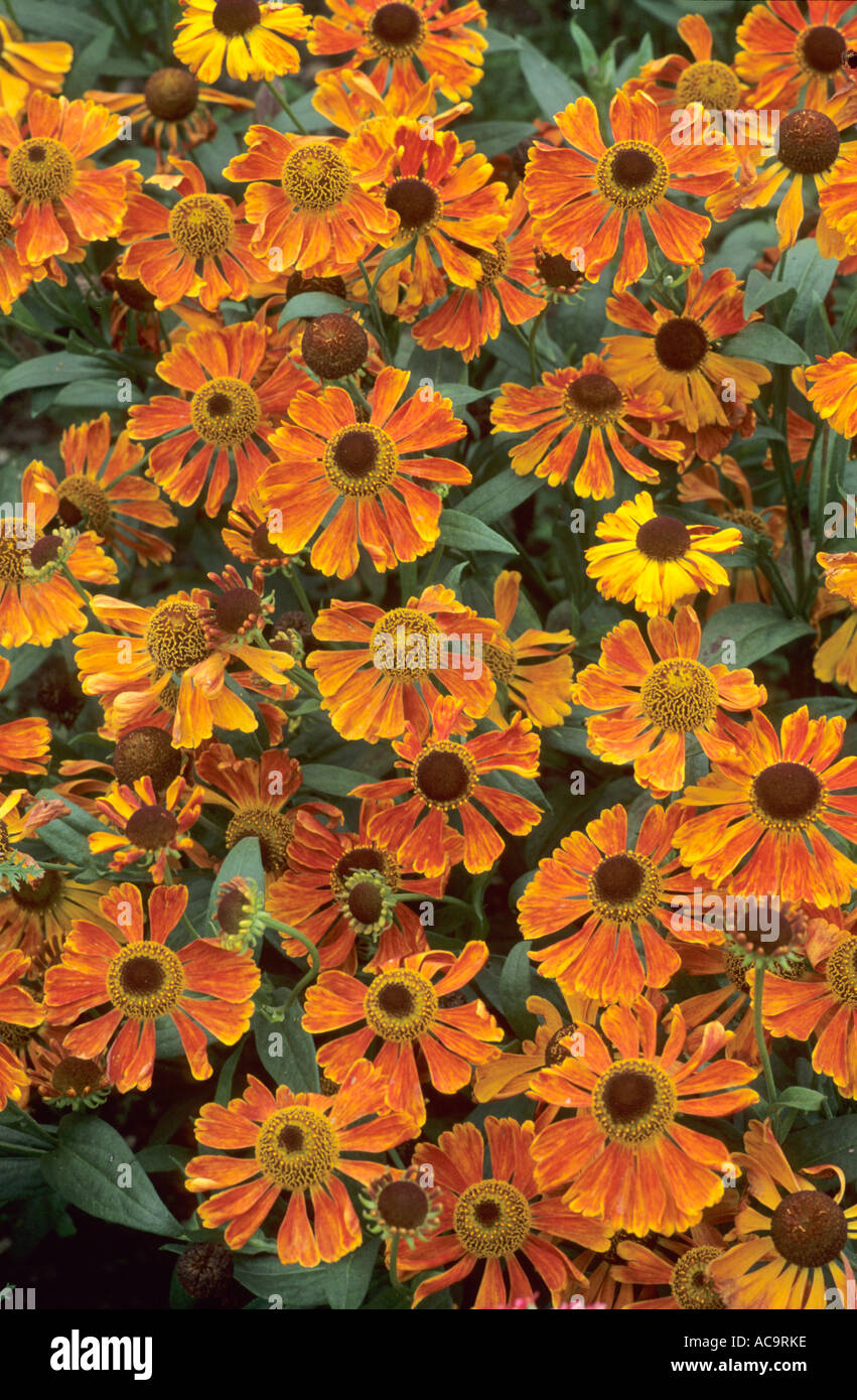 Waldtraut hi-res stock photography and images - Alamy