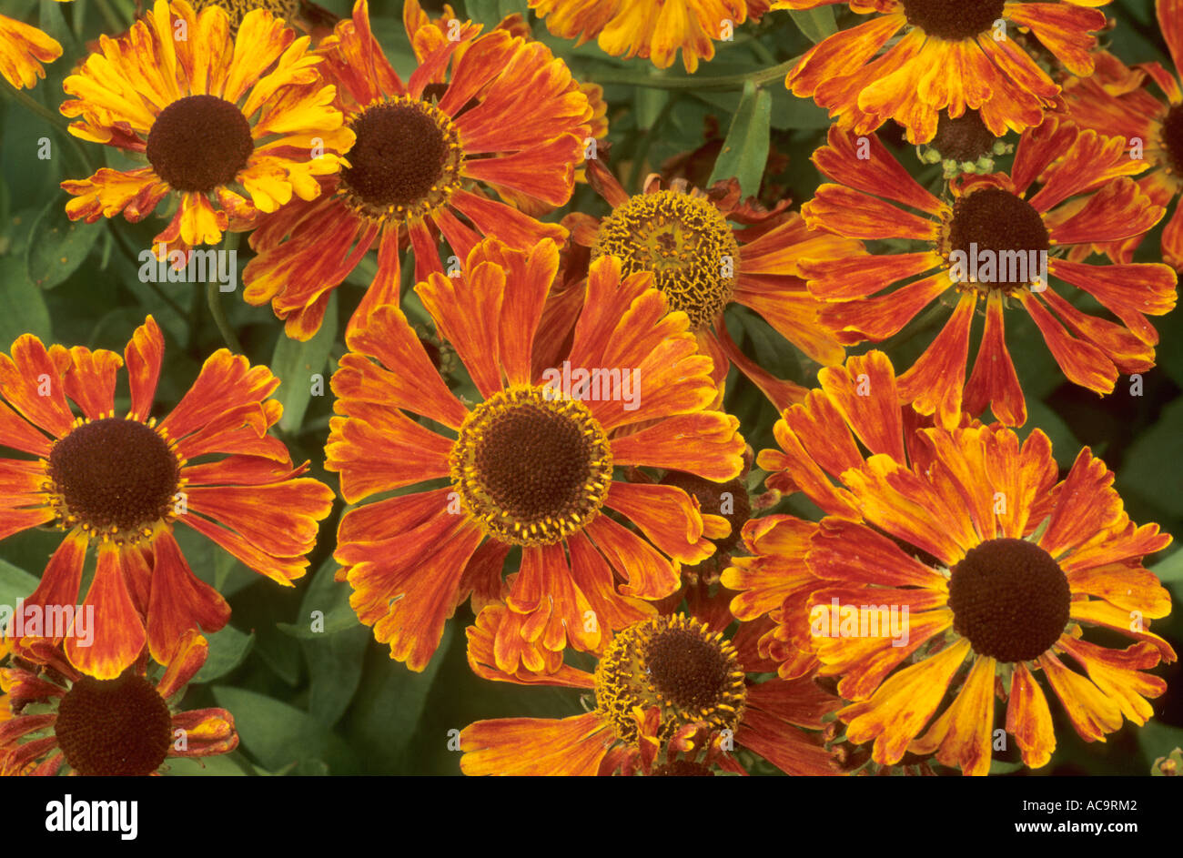 Helenium Waldtraut High Resolution Stock Photography and Images - Alamy
