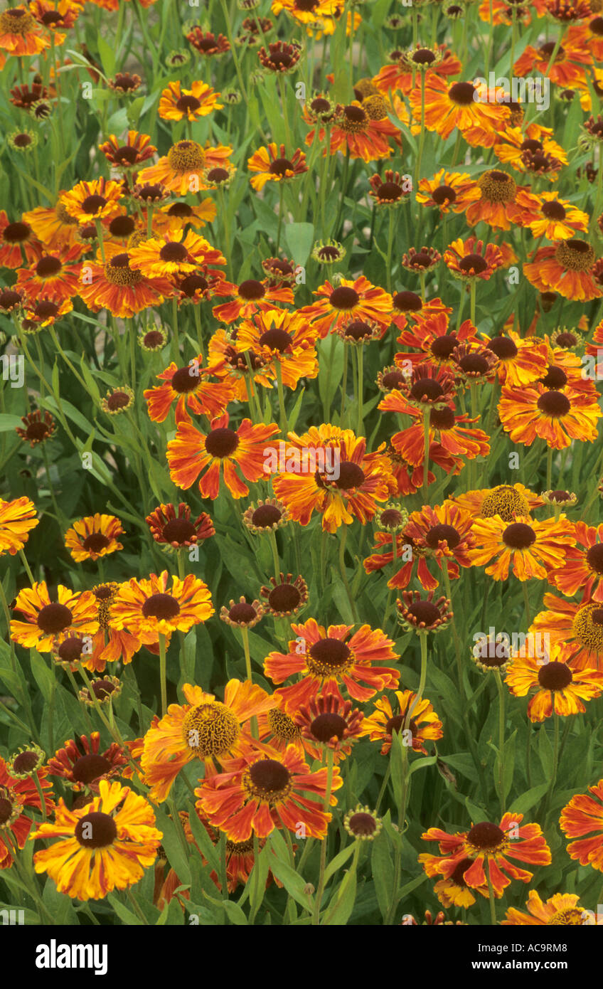 Waldtraut hi-res stock photography and images - Alamy