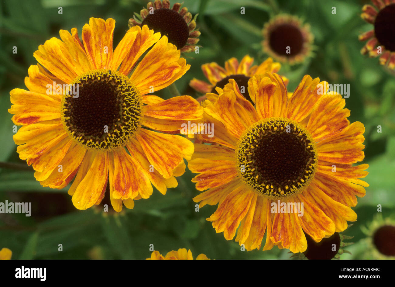 Helenium wyndley hi-res stock photography and images - Alamy