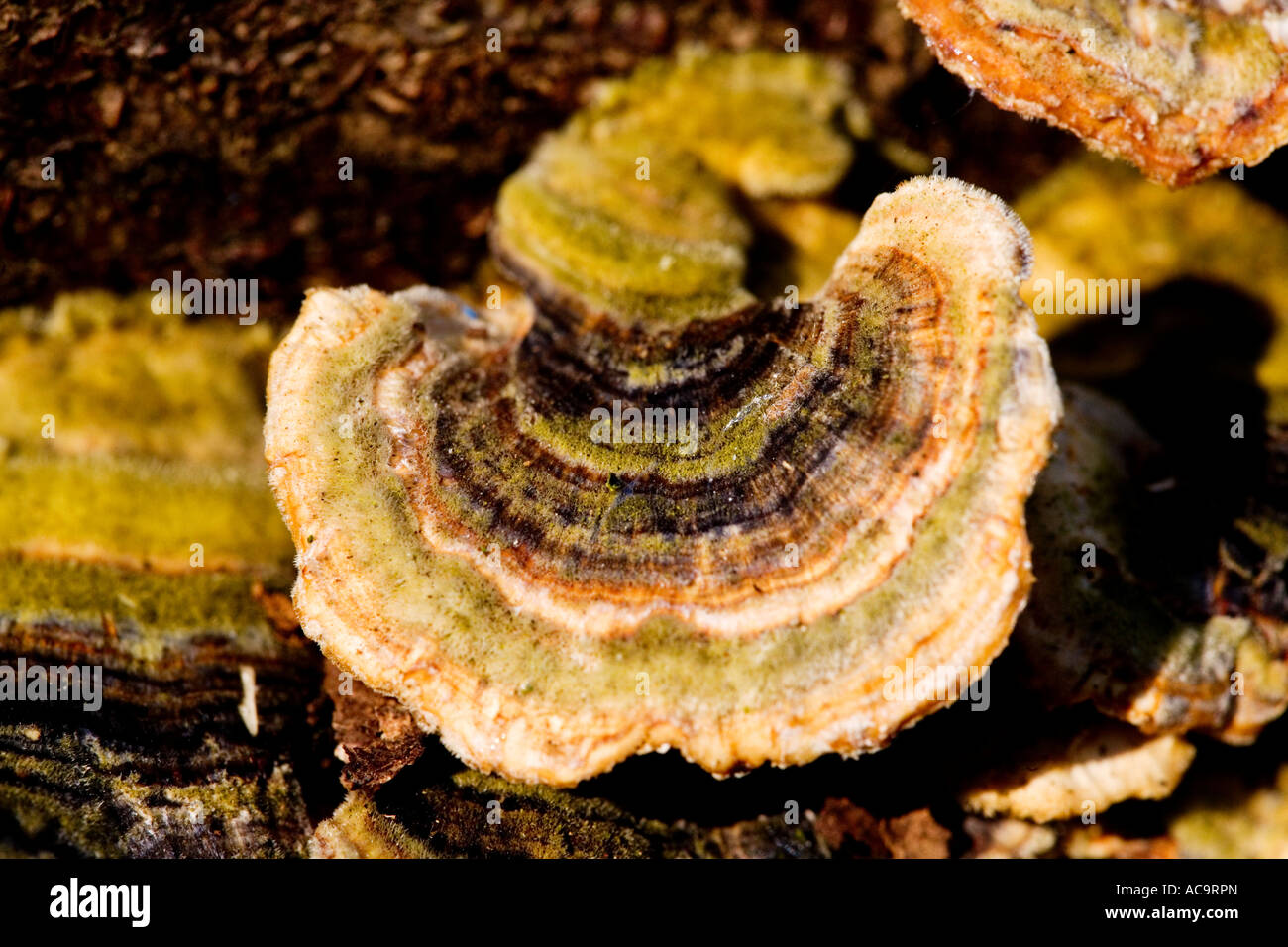 Wood rot fungus hi-res stock photography and images - Alamy