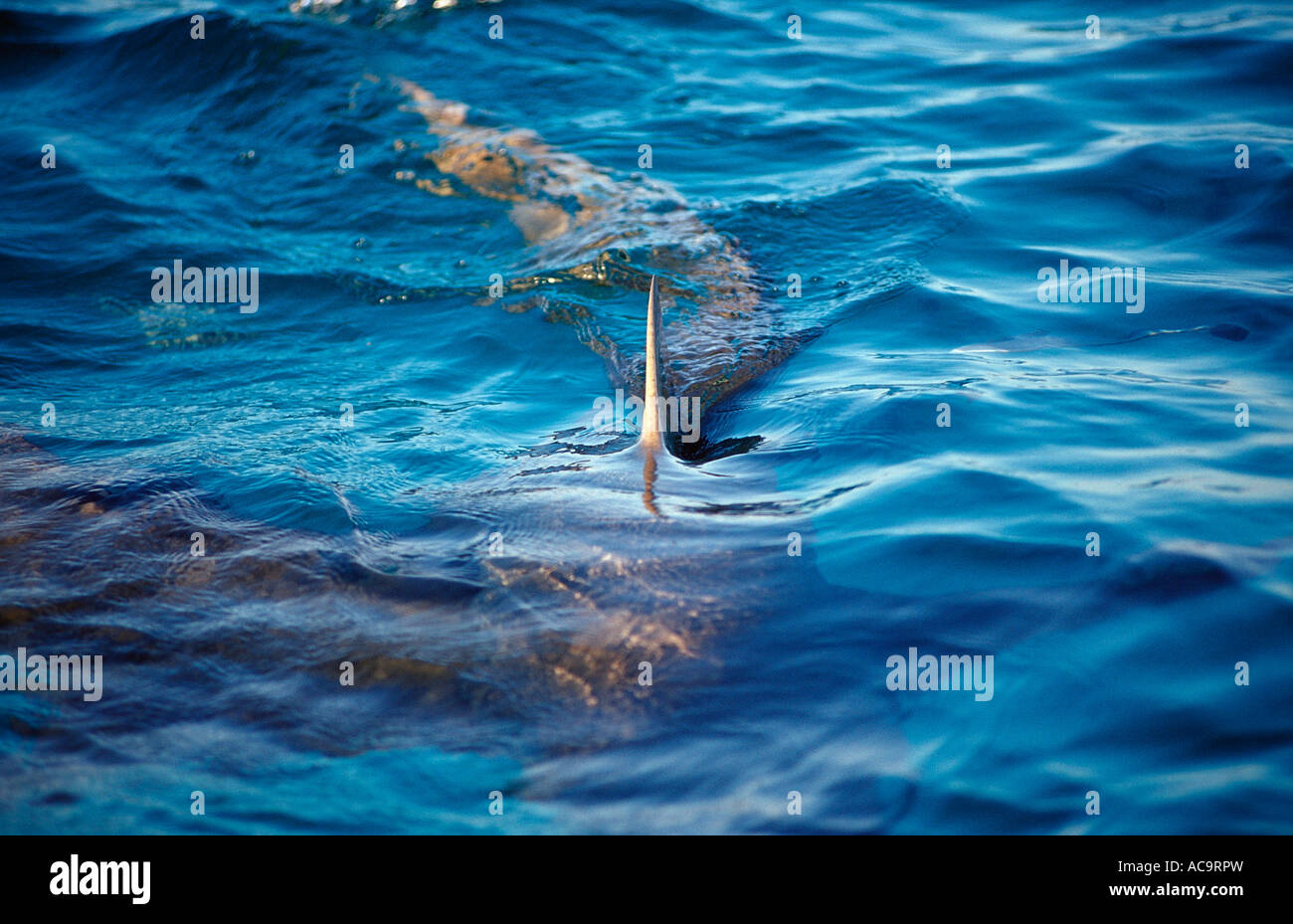 Lemon Shark on the surface shark fin Negaprion brevirostris Bahamas ...
