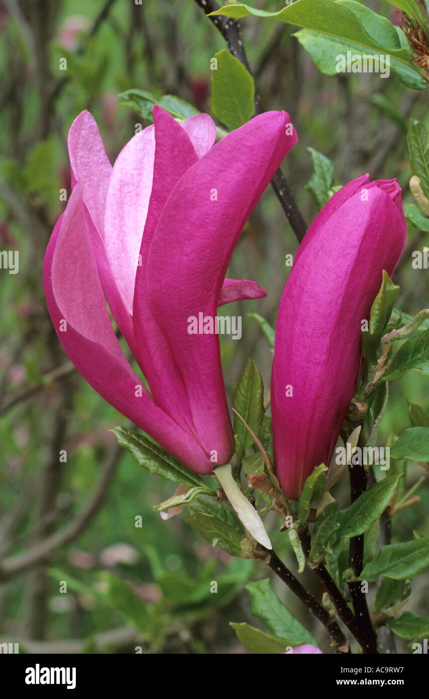 Magnolia susan hi-res stock photography and images - Alamy