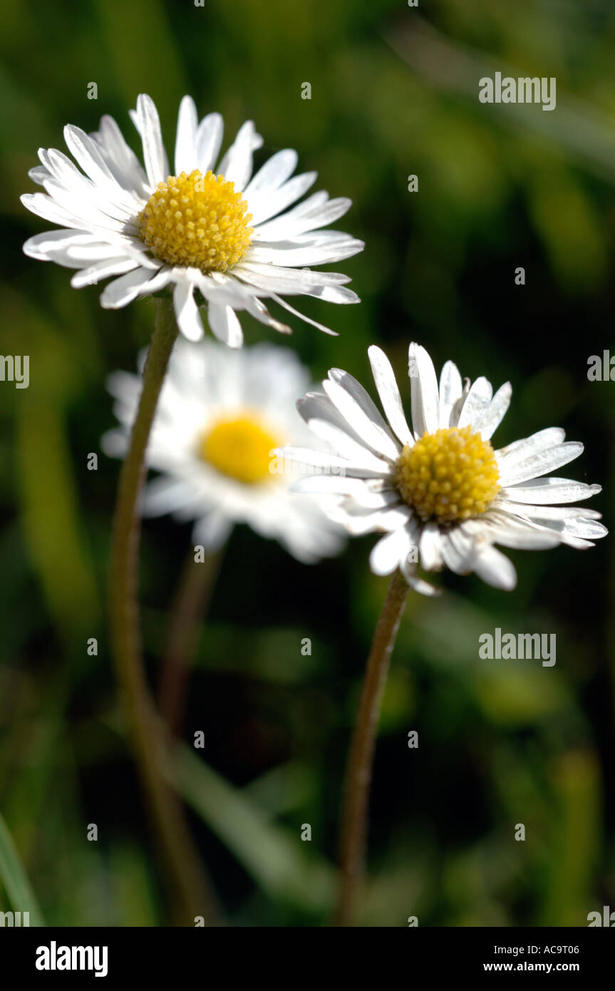Daisy the hi-res stock photography and images - Alamy