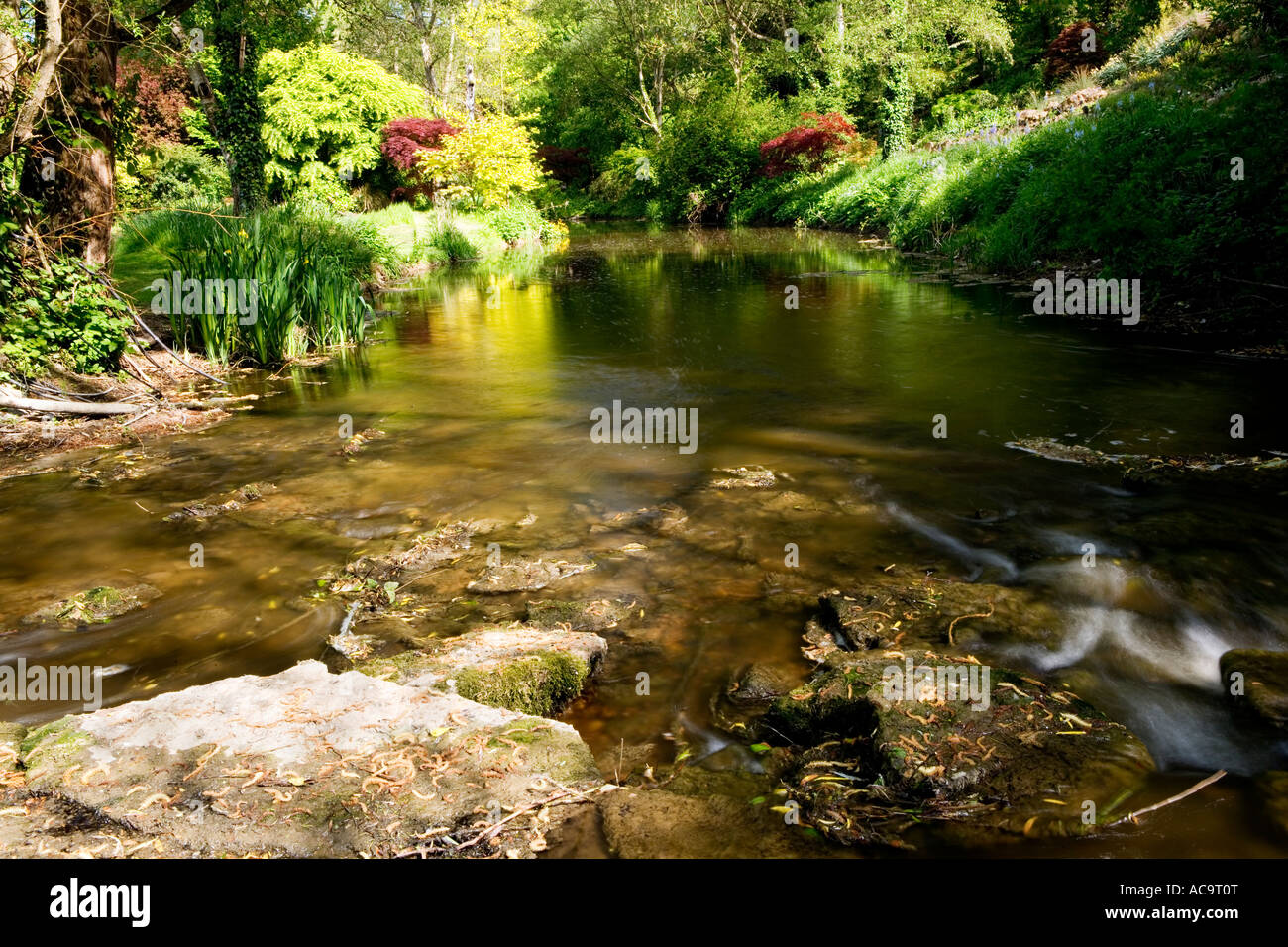The River Nadder at Abbey House Gardens, Malmesbury, Wiltshire, England ...