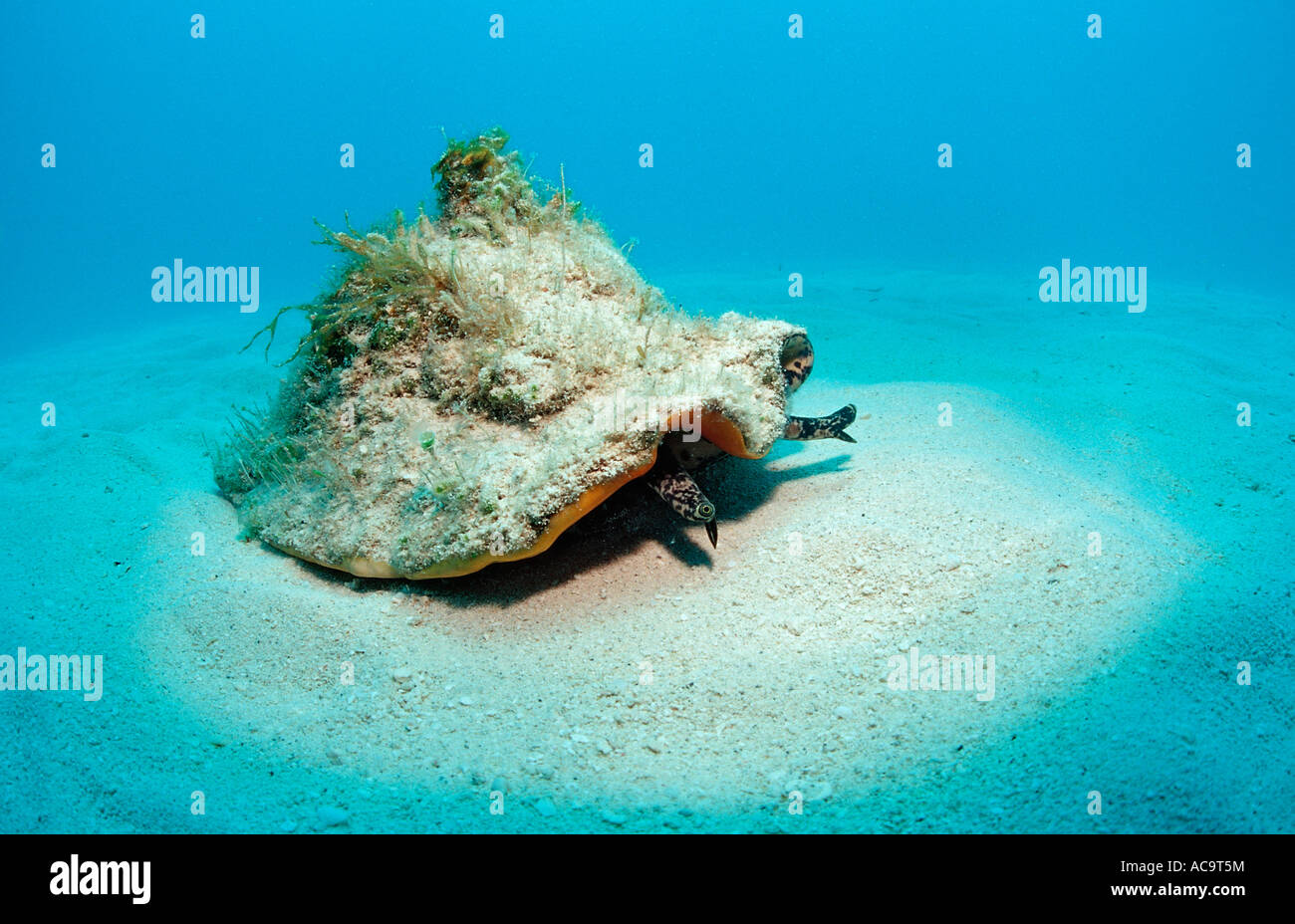 Atlantic ocean animals hi-res stock photography and images - Alamy