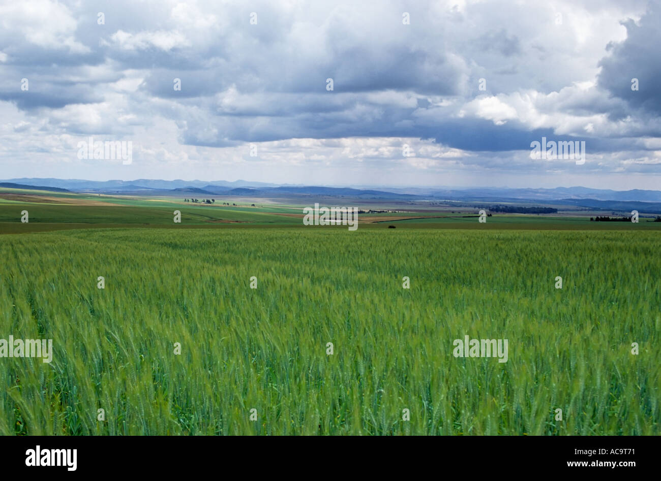 Central Highlands north of Nanyuki, Kenya Stock Photo - Alamy