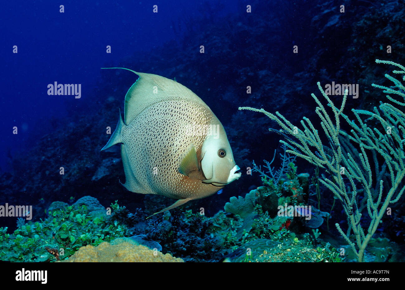 Gray angelfish Pomacanthus arcuatus Bahamas Atlantic Ocean Stock Photo ...
