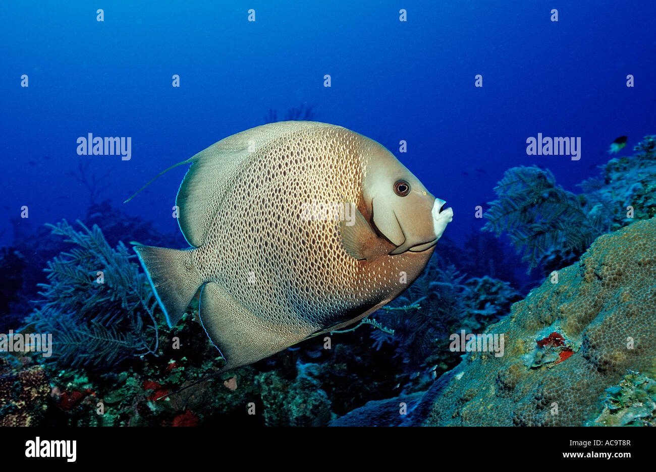Gray angelfish Pomacanthus arcuatus Bahamas Atlantic Ocean Stock Photo ...