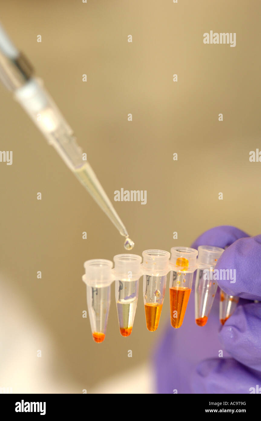 Chemistry and biochemistry -pipetting samples in the lab Stock Photo ...