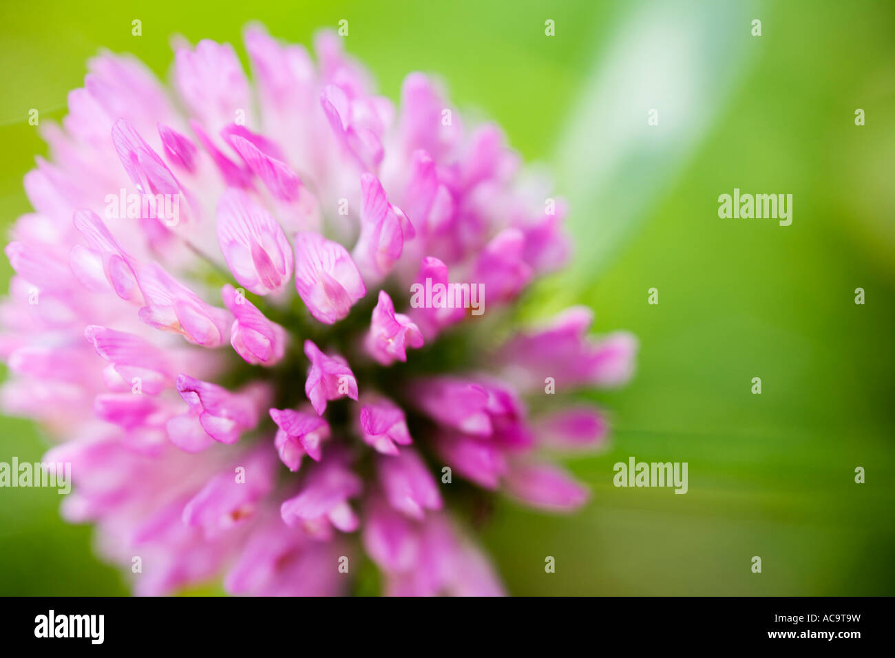 Trefoil (clover) pink flower Stock Photo - Alamy