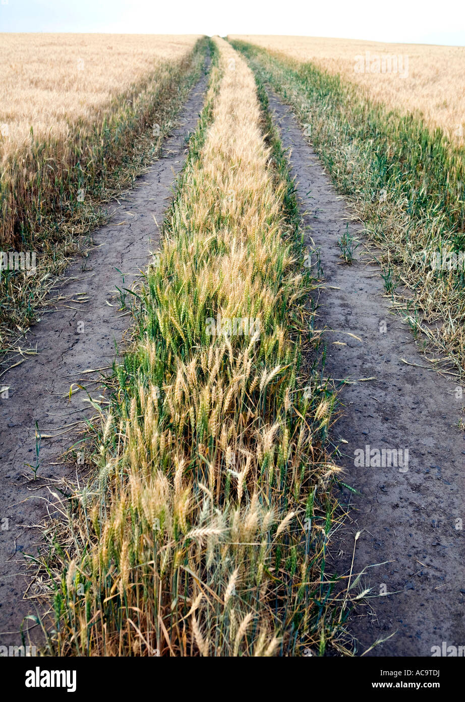 The Palouse region in southeastern Washington a world producer of wheat ...