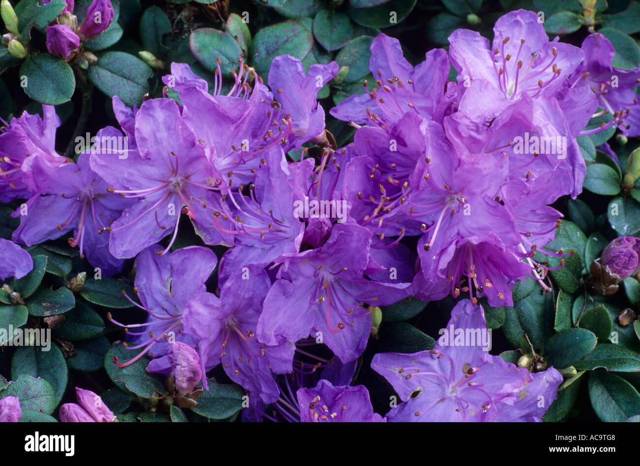 Rhododendron 'Blue Diamond' Stock Photo - Alamy