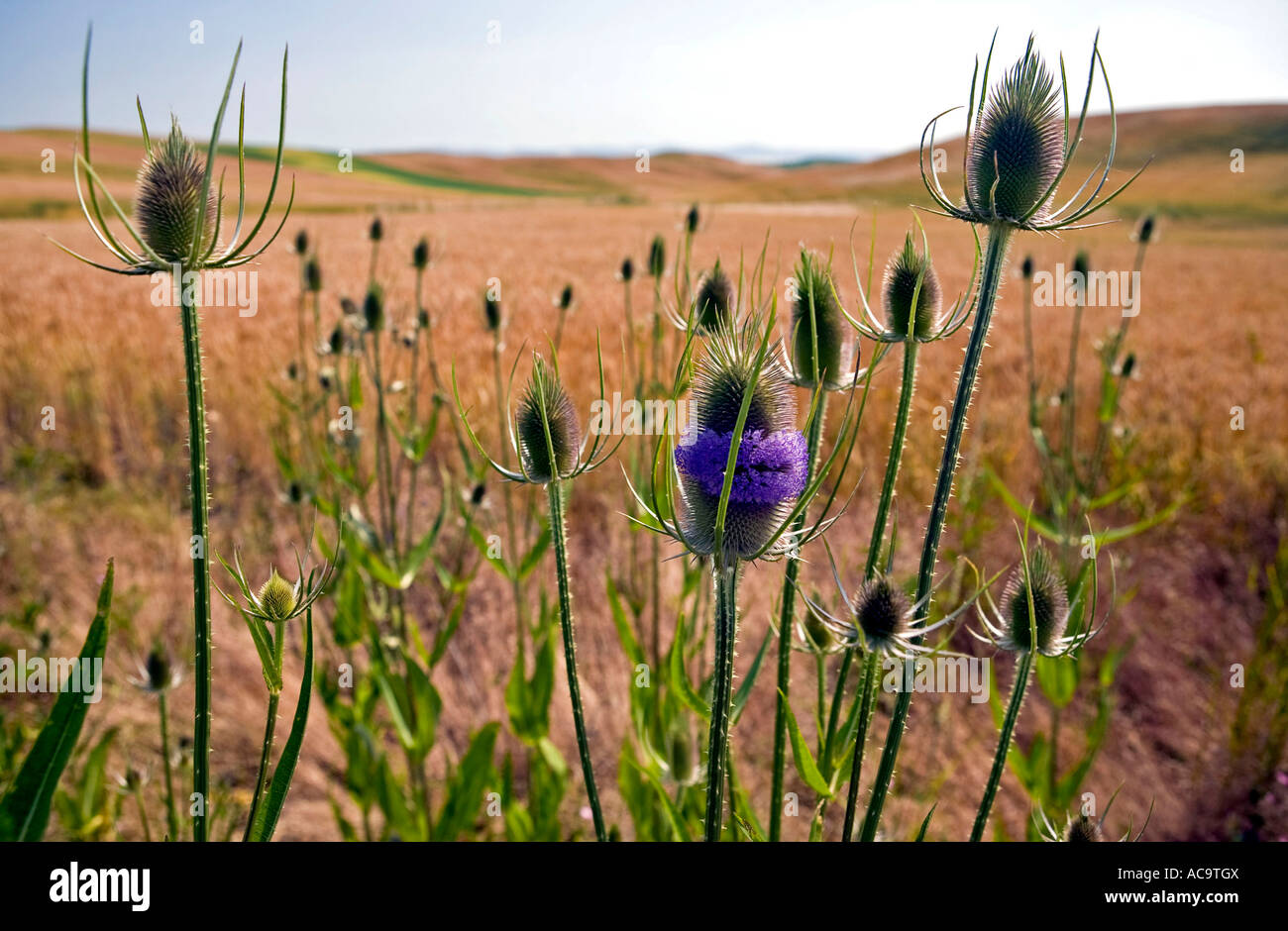 The Palouse region in southeastern Washington a world producer of wheat ...