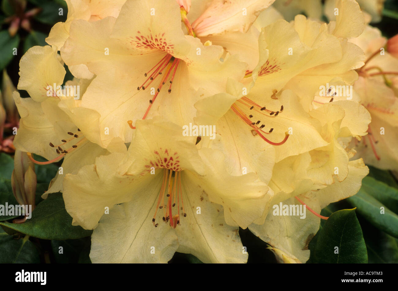 Robertson mrs hi-res stock photography and images - Alamy