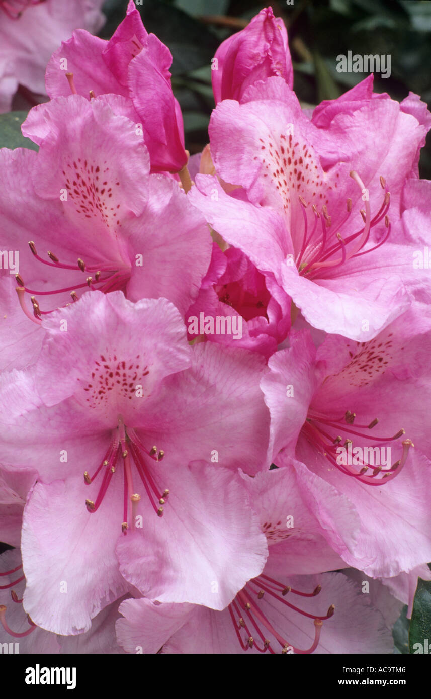 Rhododendron 'Pink Pearl', rhododendrons garden plant plants Stock ...